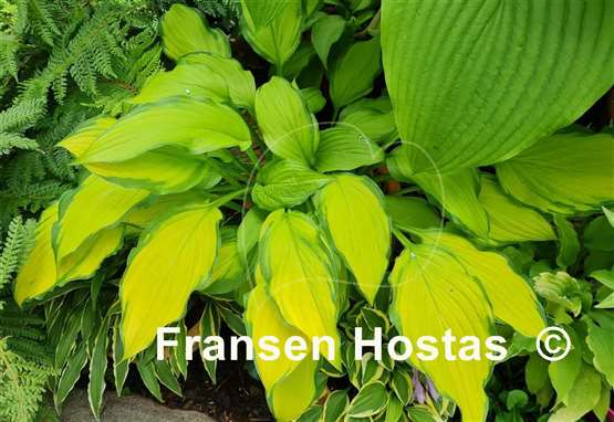 Hosta Lady Guinevere - Fransen Hostas